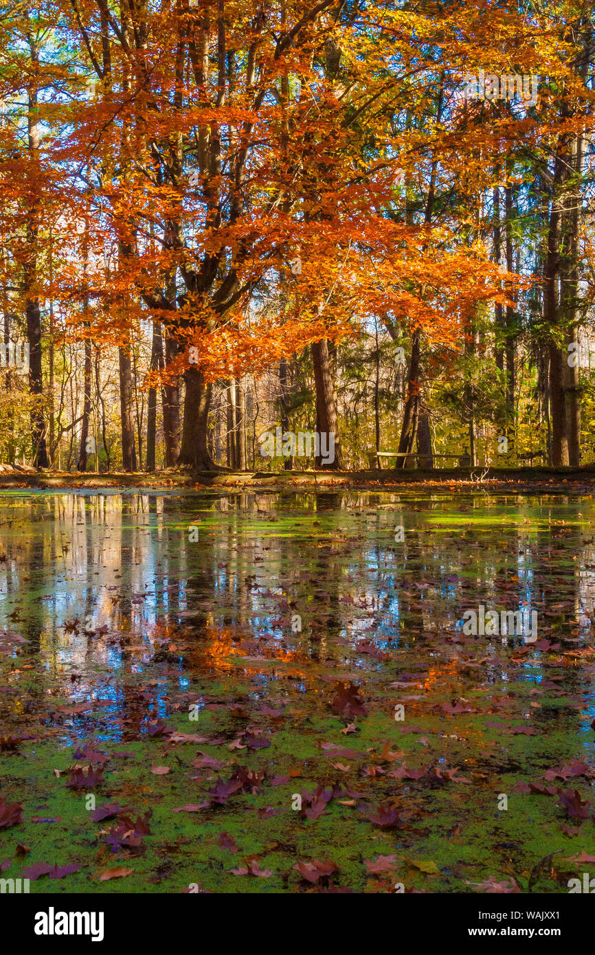 Fall foliage reflection in lake water Stock Photo - Alamy