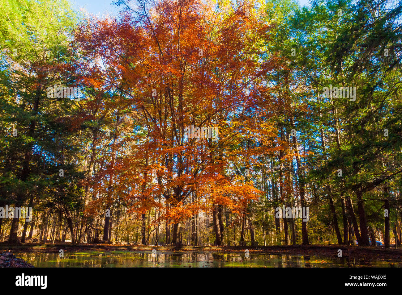 Fall foliage reflection in lake water Stock Photo - Alamy