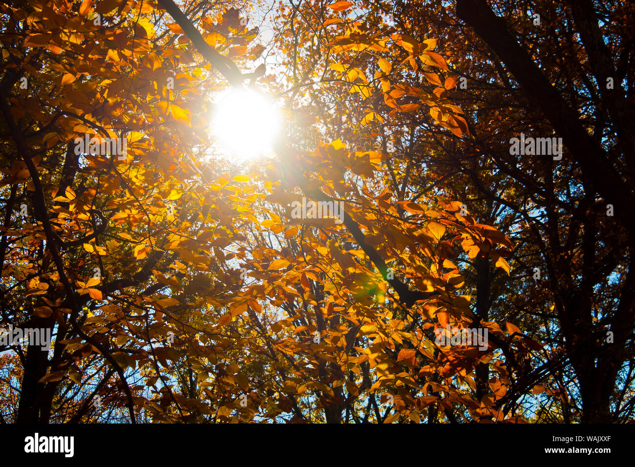 Sun shining through colorful Fall foliage Stock Photo - Alamy
