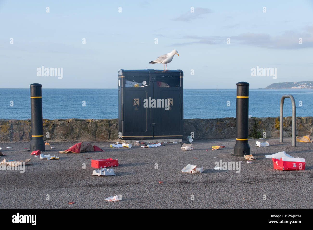Seagull on rubbish bin hi-res stock photography and images - Alamy