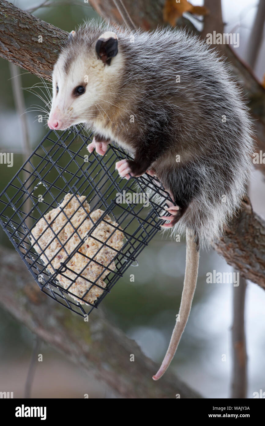 USA, Carmel, Indiana. An opossum raids a suet feeder Stock Photo - Alamy