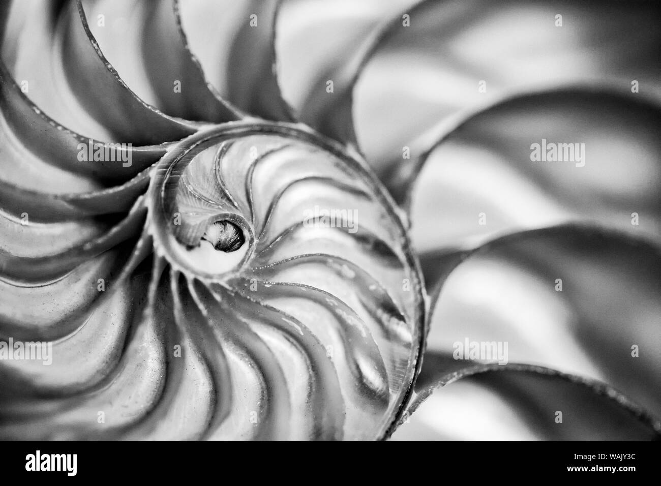 USA, Martinsville, Indiana. Macro view of the interior of a nautilus ...