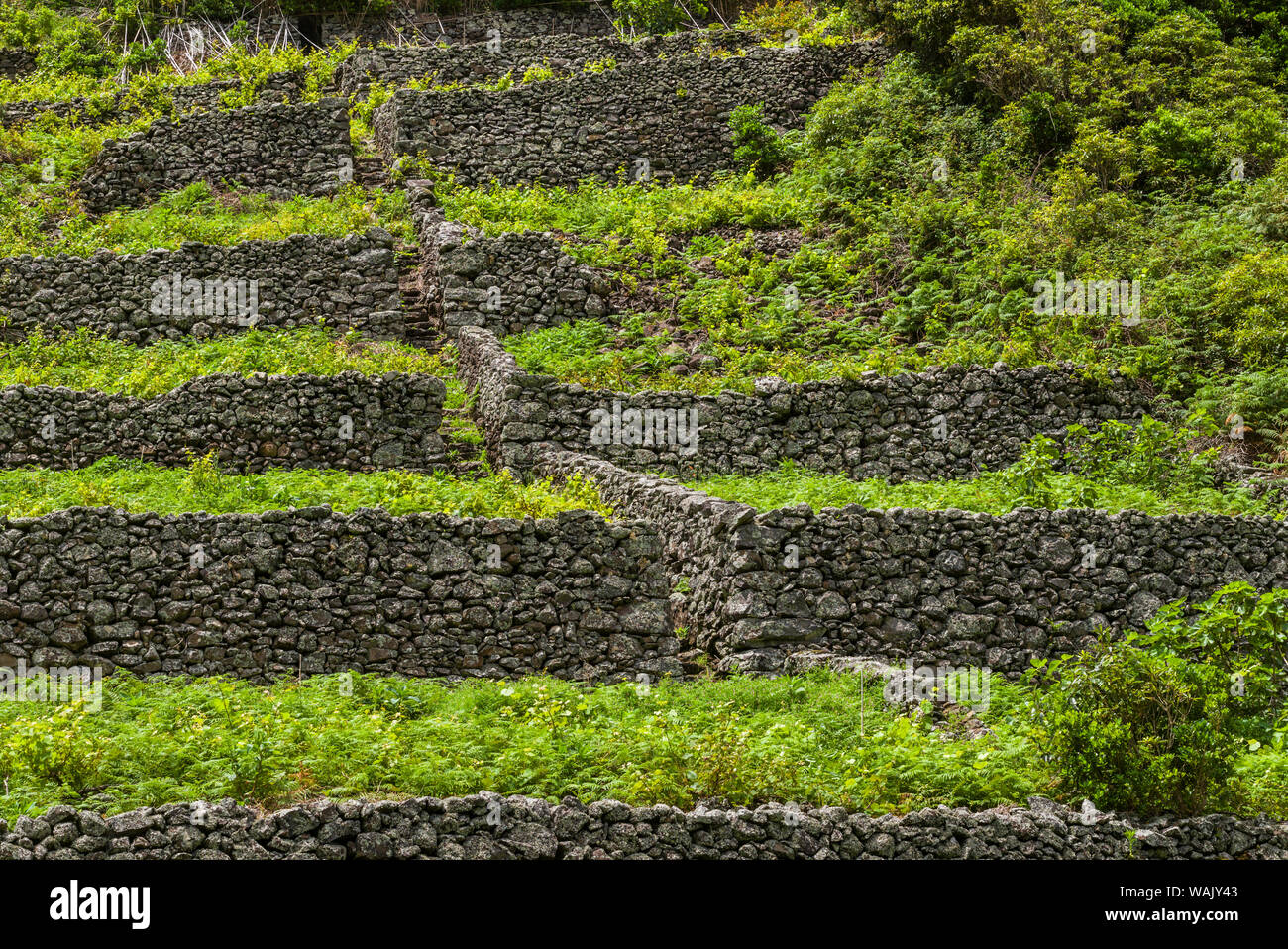 Portugal, Azores, Santa Maria Island, Pico Vermelho. Vineyards in ...
