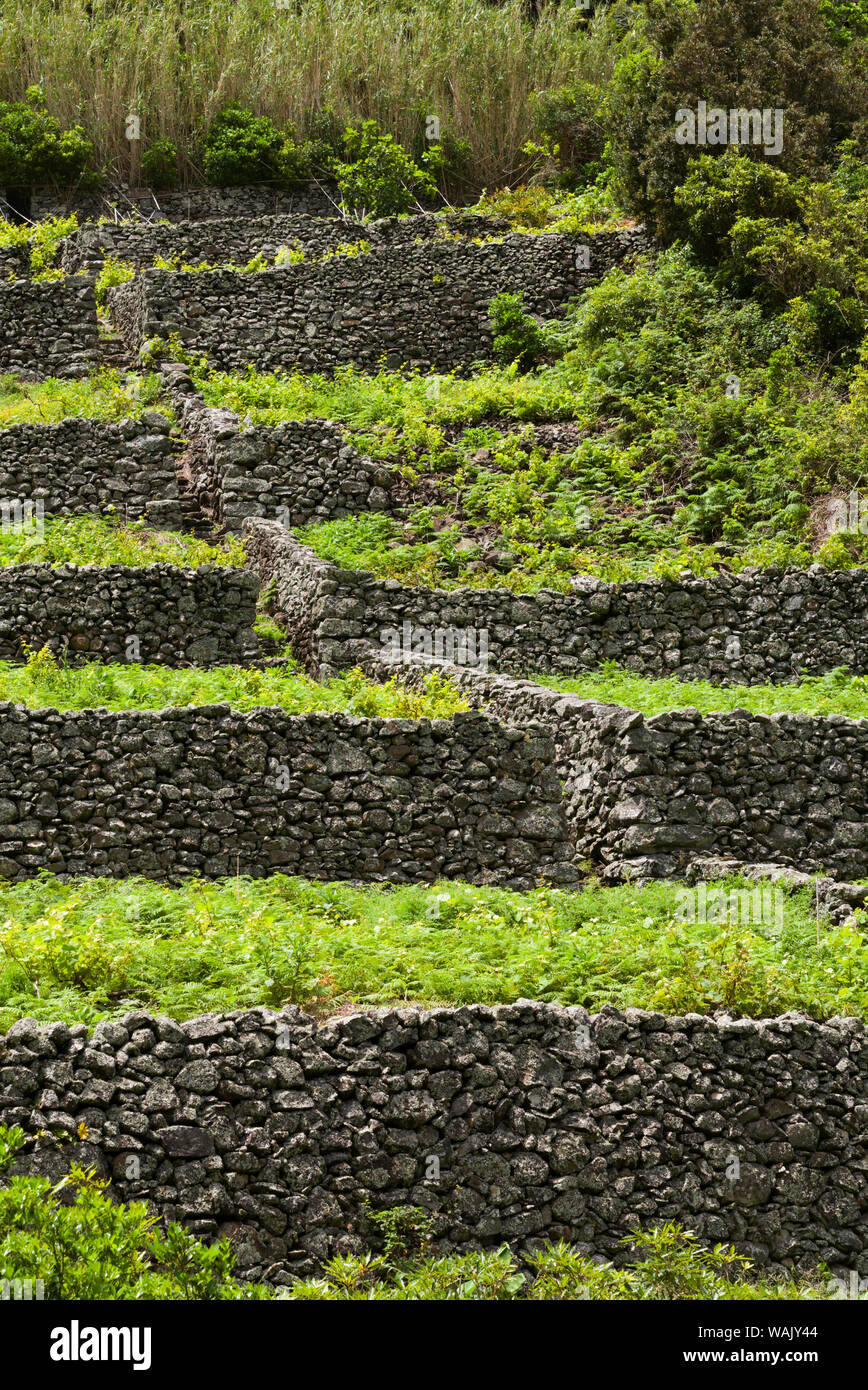 Portugal, Azores, Santa Maria Island, Pico Vermelho. Vineyards in ...