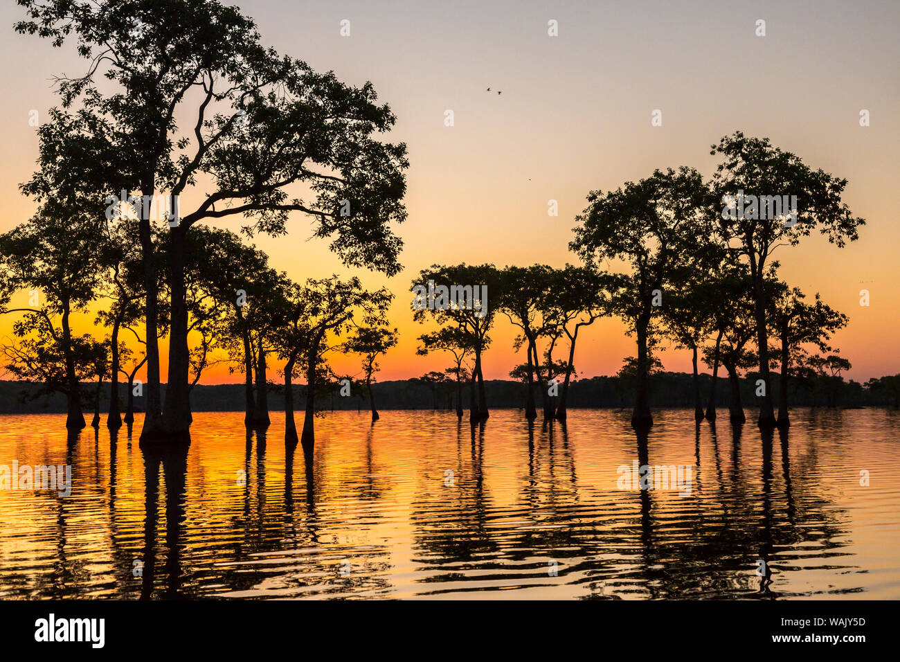 Louisiana Swamp Sunrise