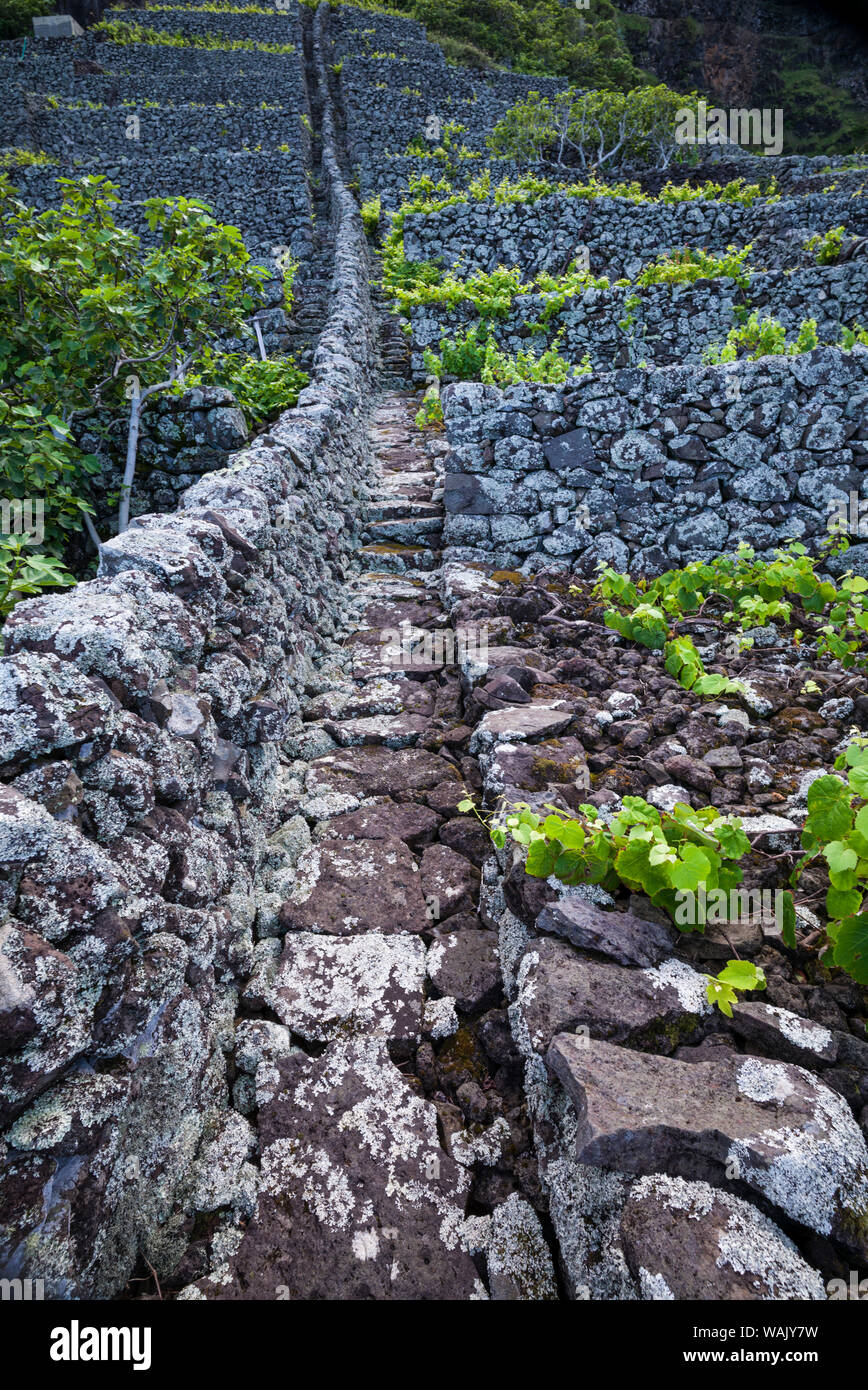 Portugal, Azores, Santa Maria Island, Maia. Volcanic rock vineyards ...