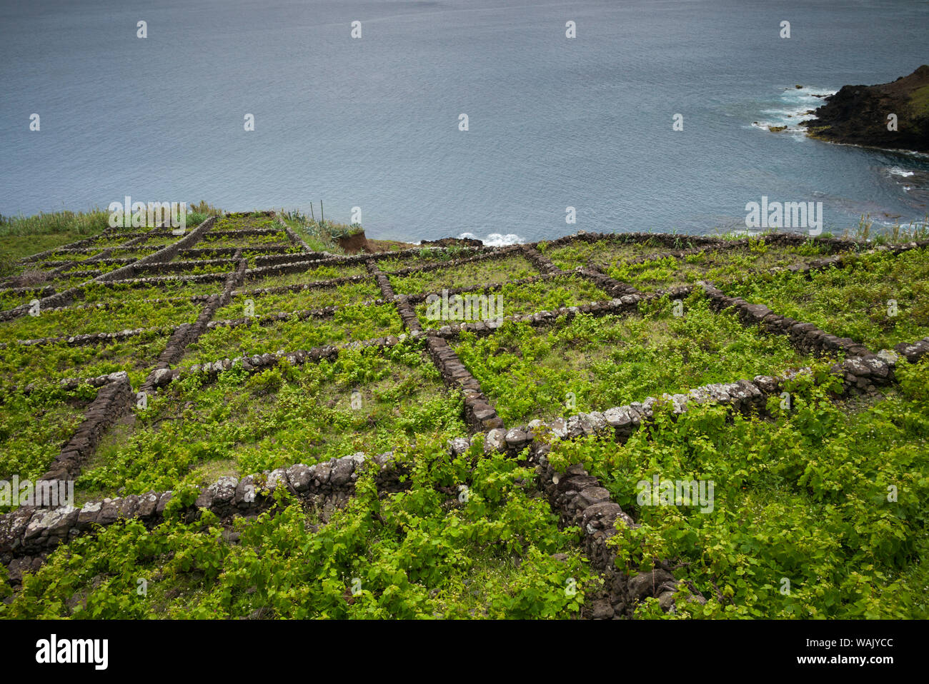 Portugal, Azores, Santa Maria Island, Maia. Elevated view of vineyards ...