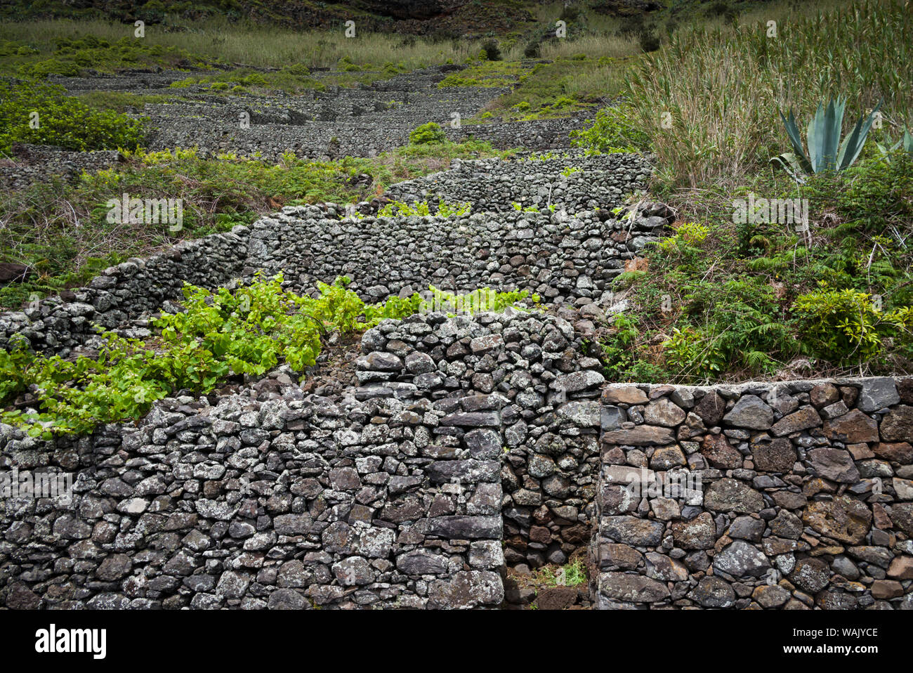 Portugal, Azores, Santa Maria Island, Maia. Volcanic rock vineyards ...