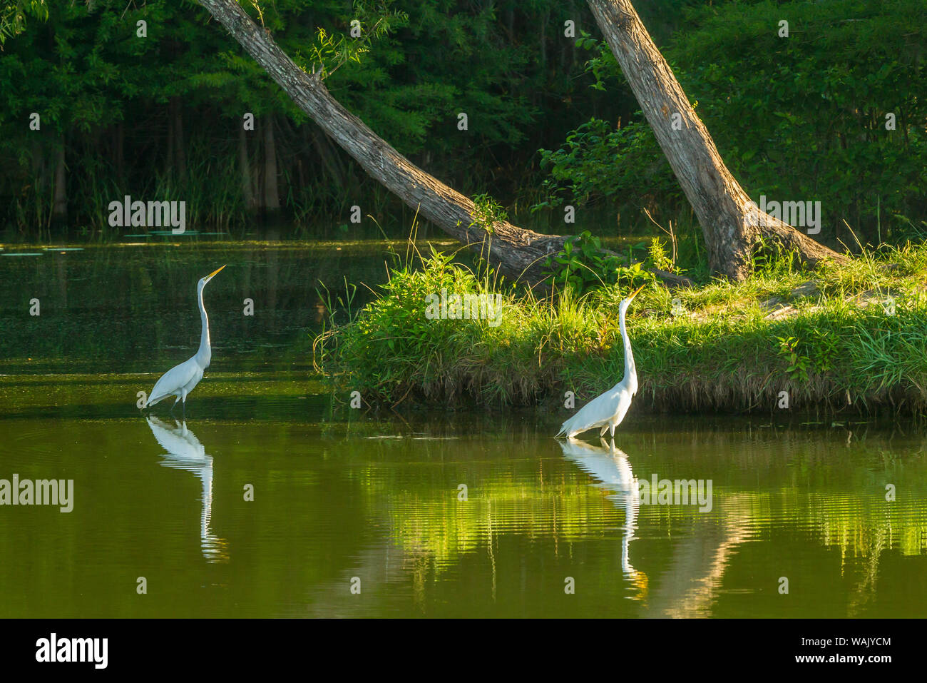 Lake egrets hi-res stock photography and images - Alamy