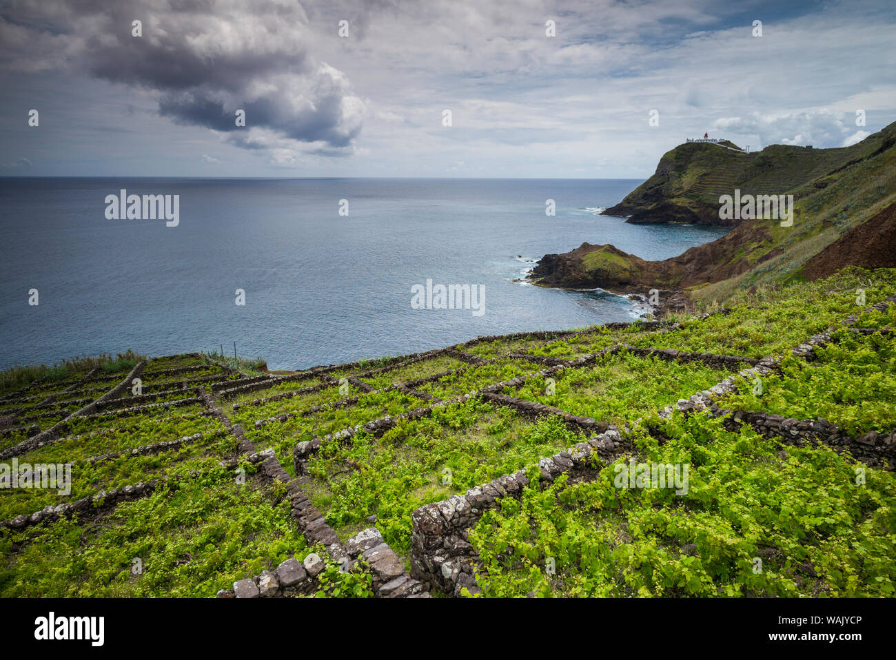 Portugal, Azores, Santa Maria Island, Maia. Elevated view of vineyards ...