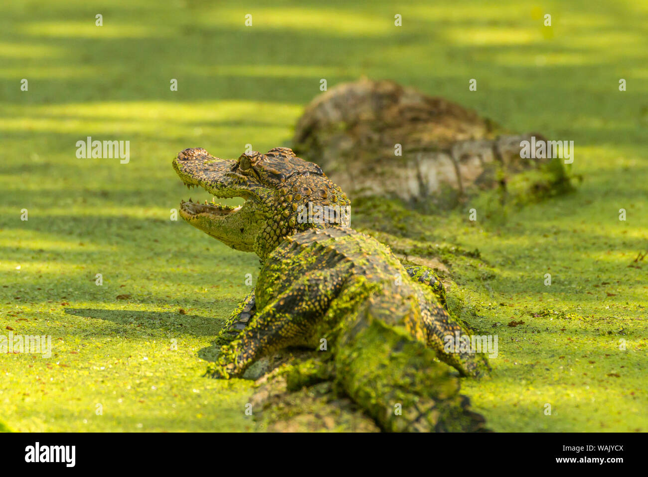 Algae on the lake hi-res stock photography and images - Alamy