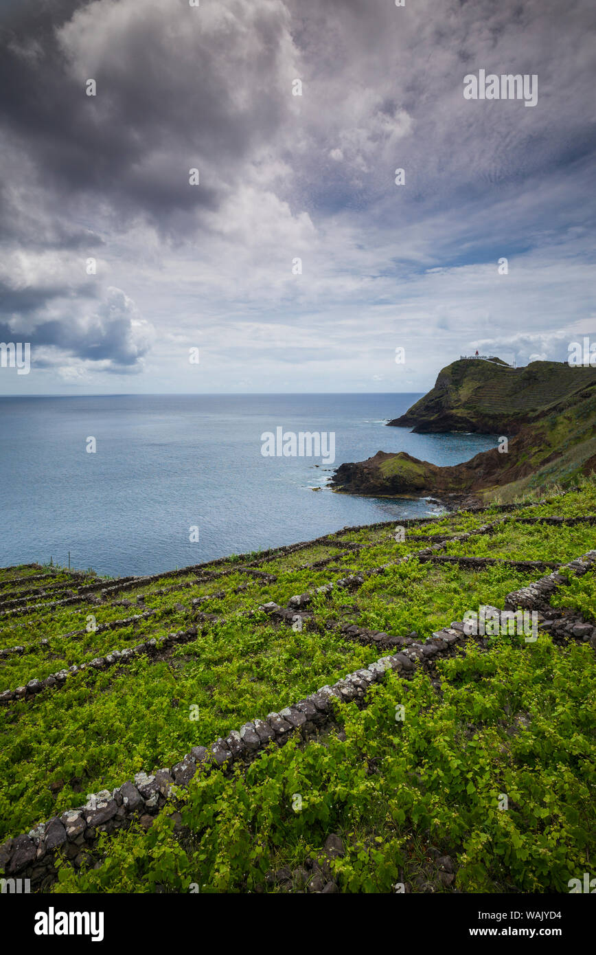 Portugal, Azores, Santa Maria Island, Maia. Elevated view of vineyards ...