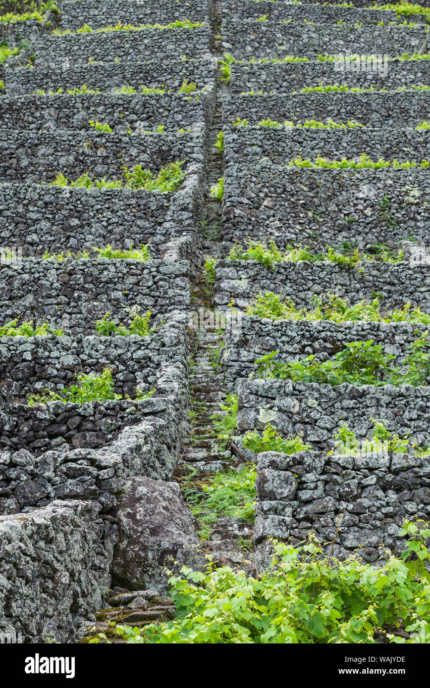 Portugal, Azores, Santa Maria Island, Maia. Volcanic rock vineyards ...