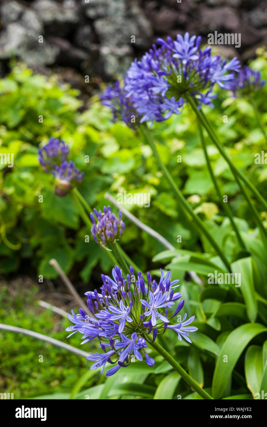 Azores flower hi-res stock photography and images - Alamy