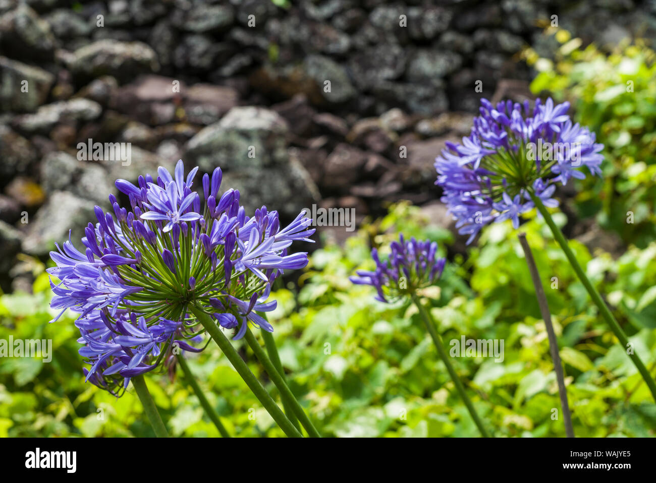 Azores flower hi-res stock photography and images - Alamy