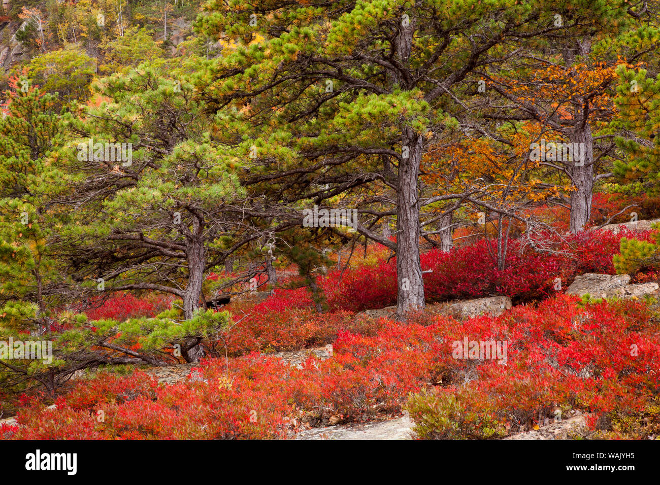 USA, Acadia National Park, Maine. Red blueberry bushes along drive ...