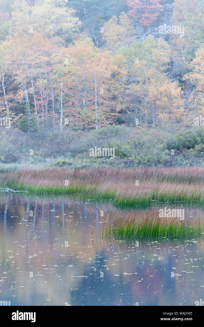USA, Maine. Grasses and water lily pads with reflections, the Tarn ...