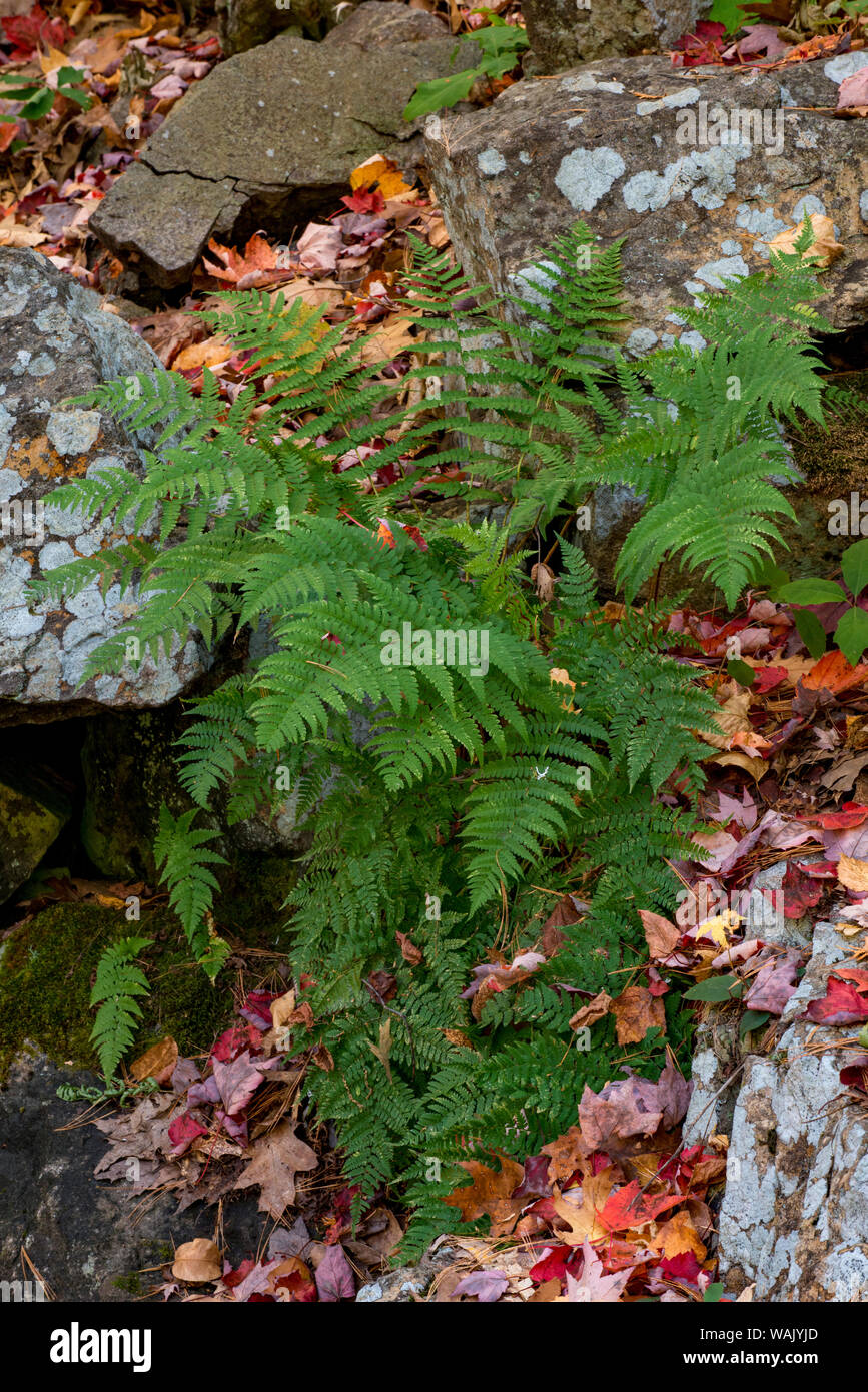 Western maine hi-res stock photography and images - Alamy