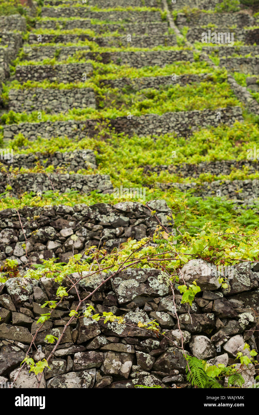 Portugal, Azores, Santa Maria Island, Maia. Volcanic rock vineyards ...