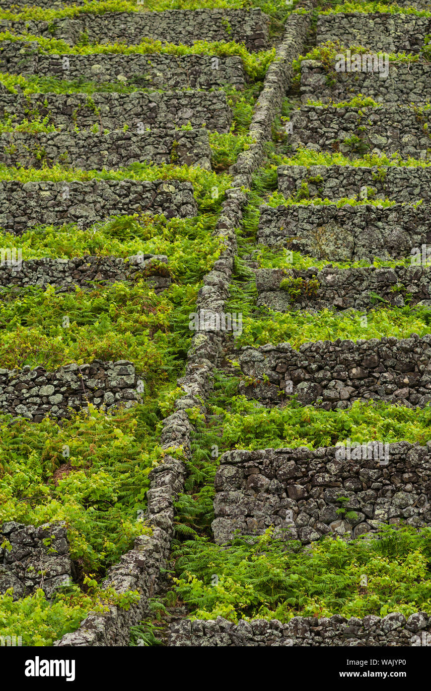 Portugal, Azores, Santa Maria Island, Maia. Volcanic rock vineyards ...