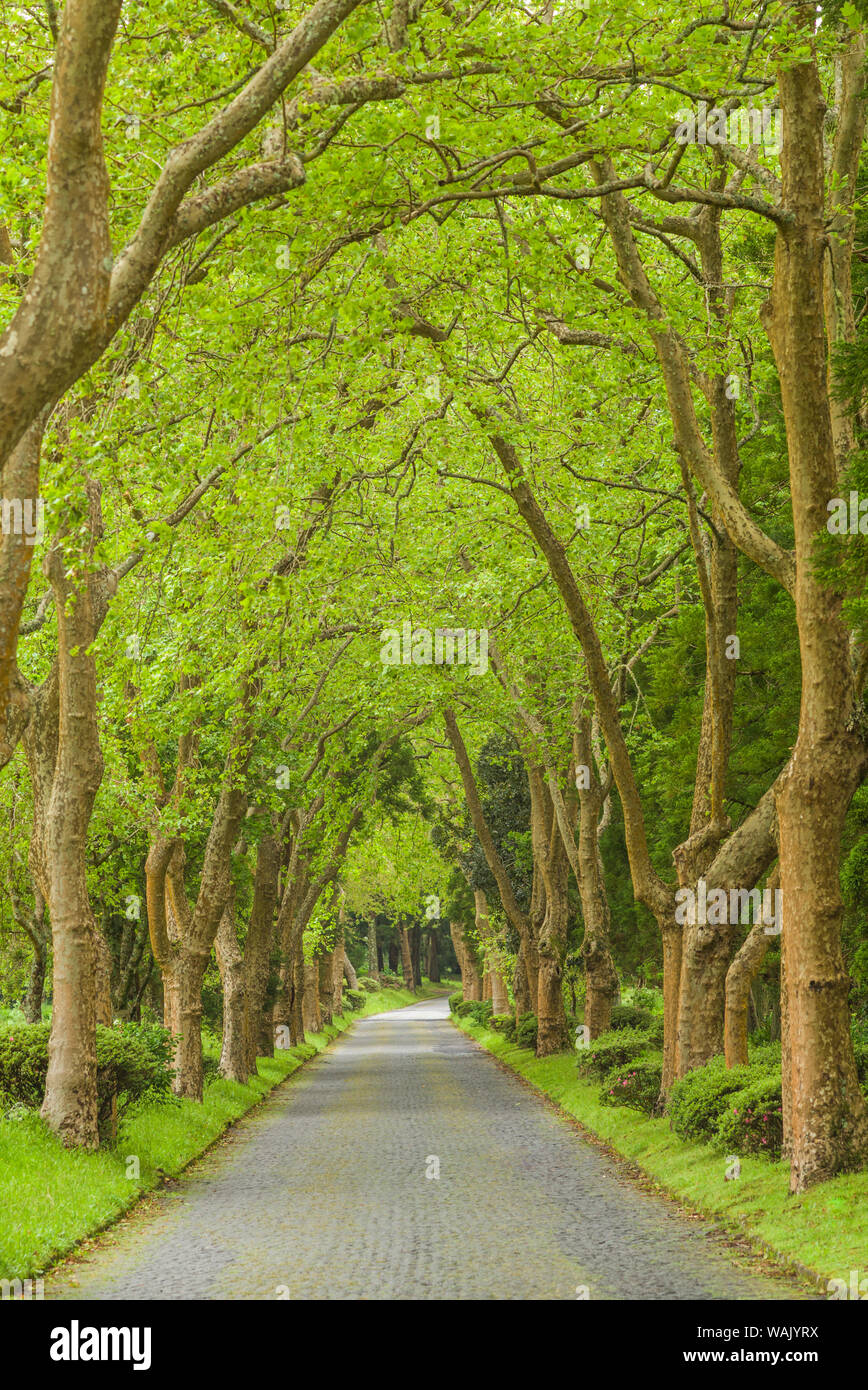 Portugal, Azores, Sao Miguel Island, Furnas. Lago das Furnas Lake, tree ...