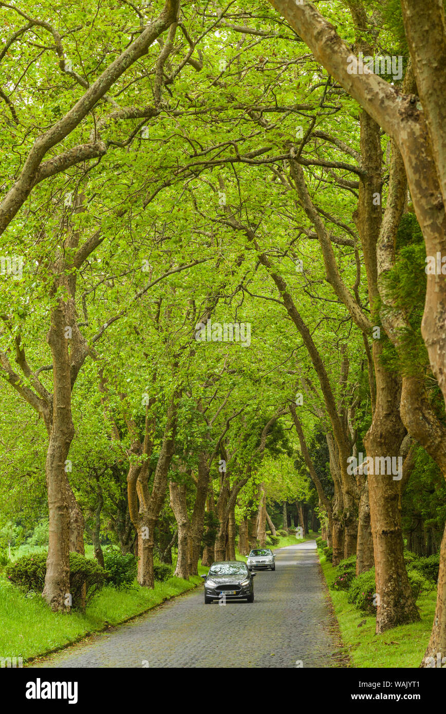 Portugal, Azores, Sao Miguel Island, Furnas. Lago das Furnas Lake, tree ...