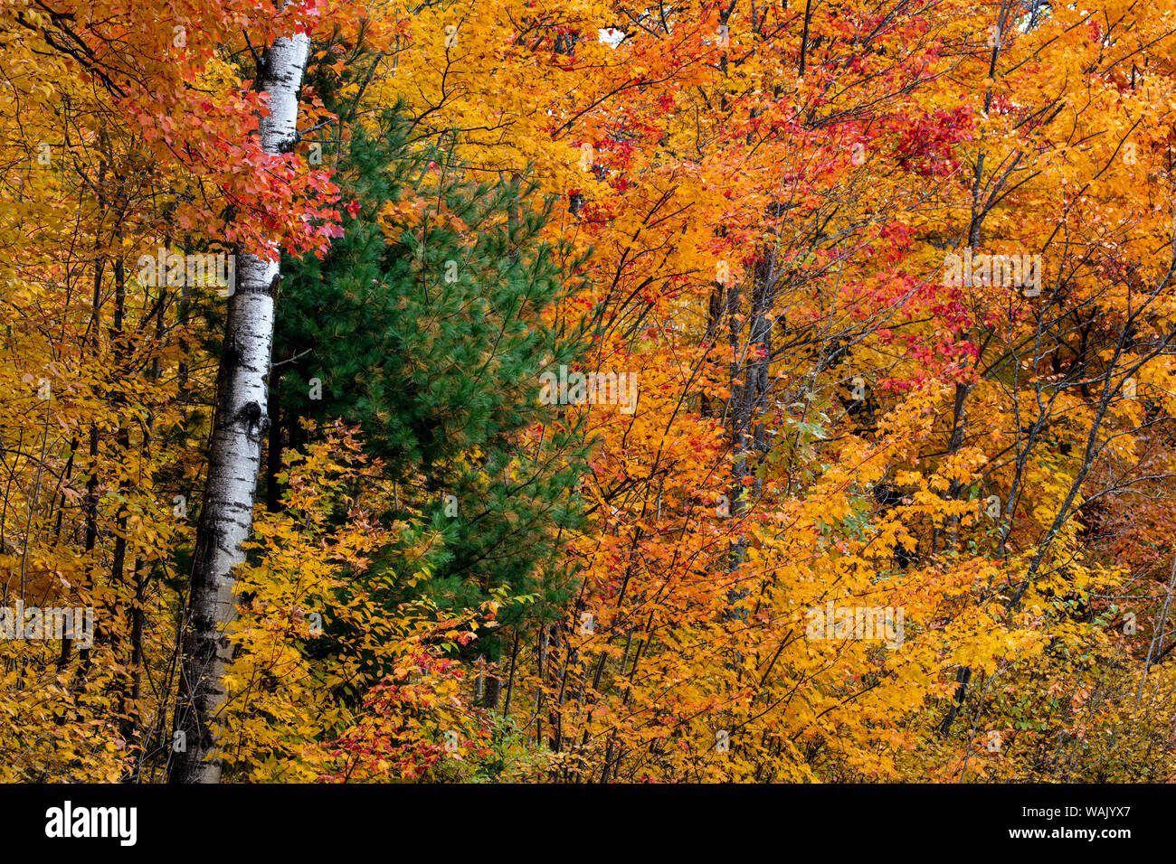 Fall color on the Keweenaw Peninsula in the Upper Peninsula of Michigan ...