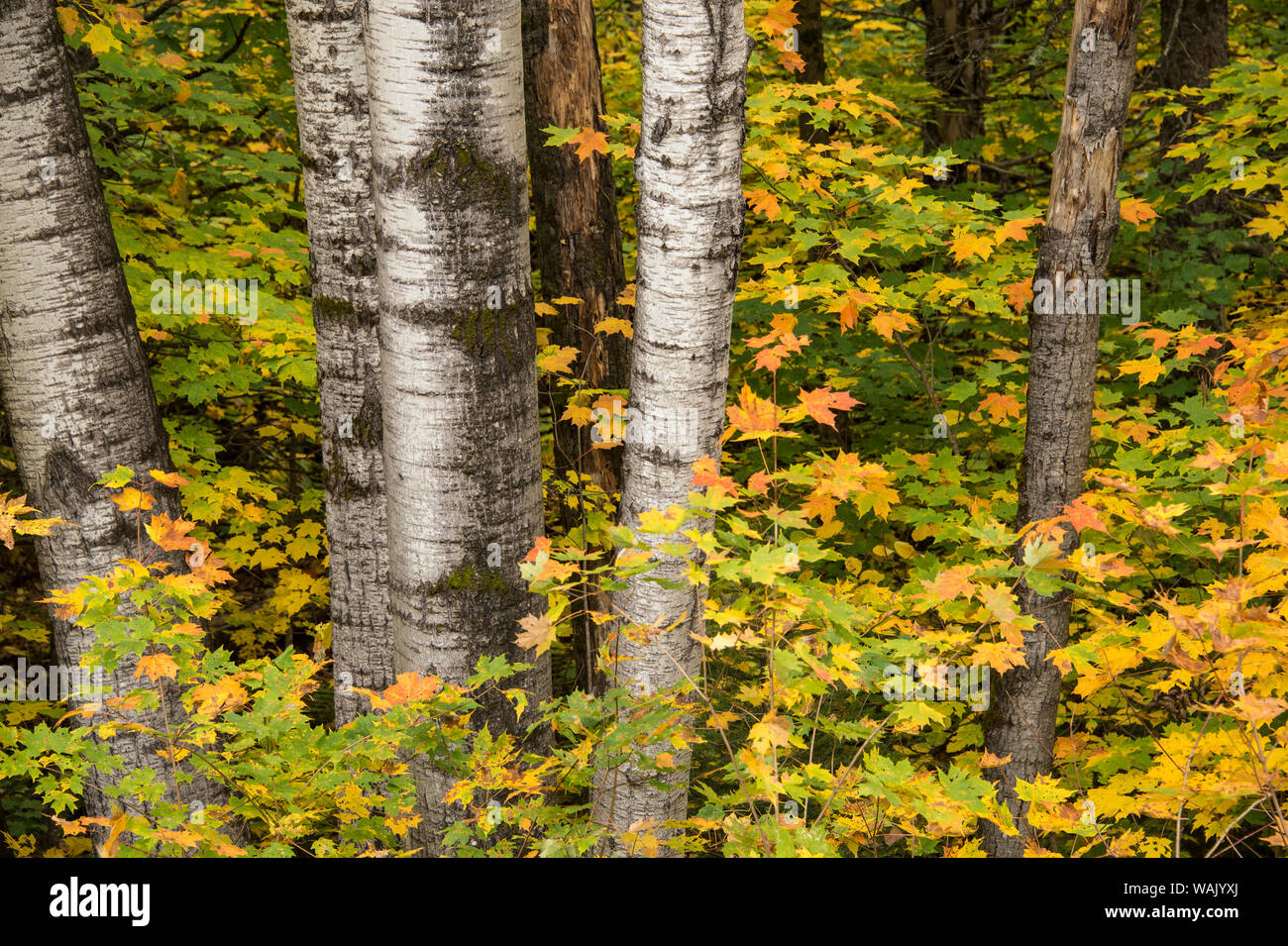 USA, Michigan, Upper Peninsula. Fall colors Stock Photo - Alamy