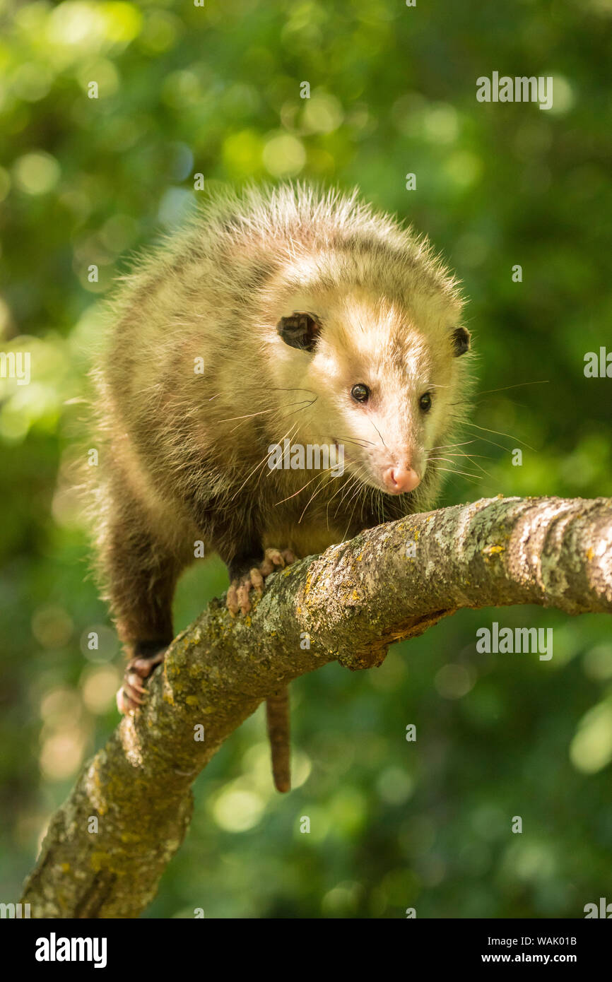 Adult limb hi-res stock photography and images - Alamy