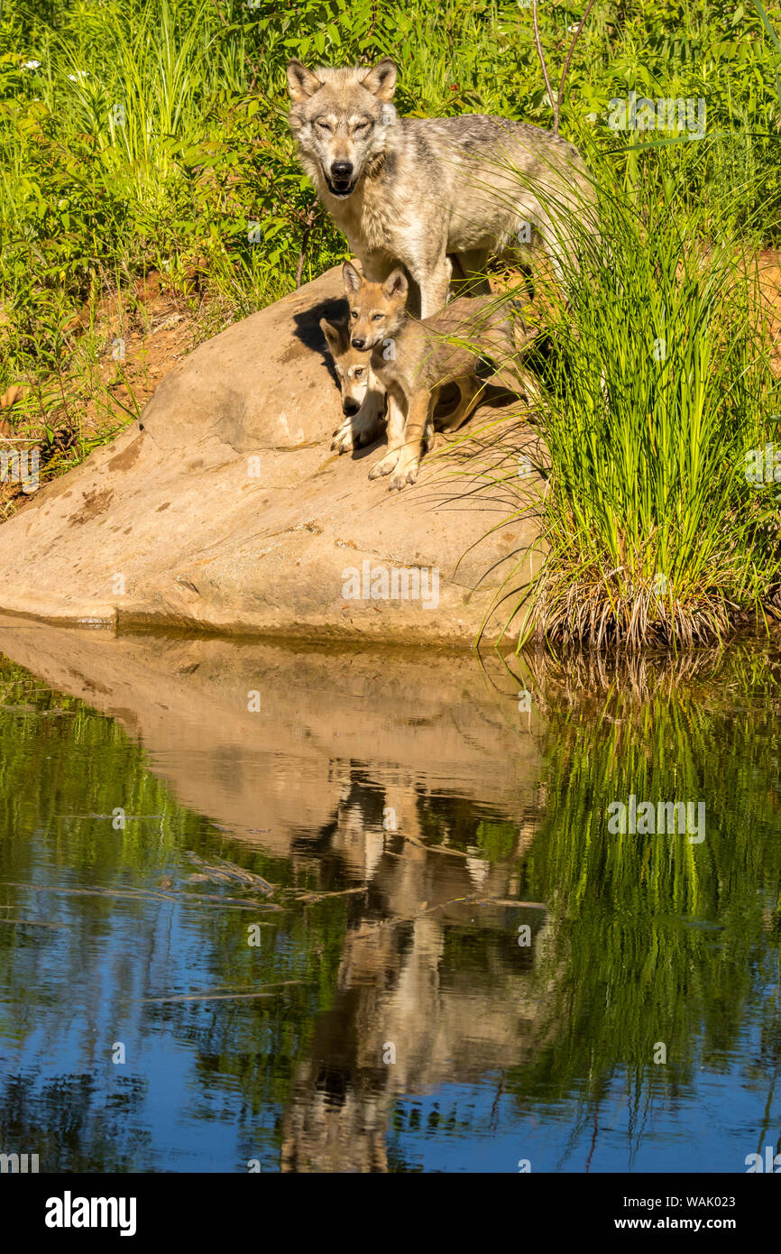 Wolf cubs hi-res stock photography and images - Alamy