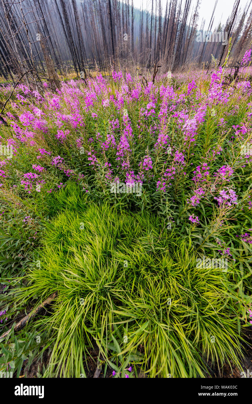 Montana gallery hi-res stock photography and images - Alamy