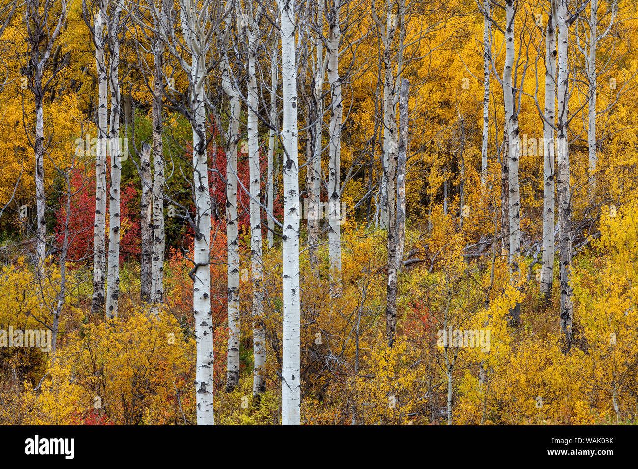 Aspen grove in peak fall colors in Glacier National Park, Montana, USA ...