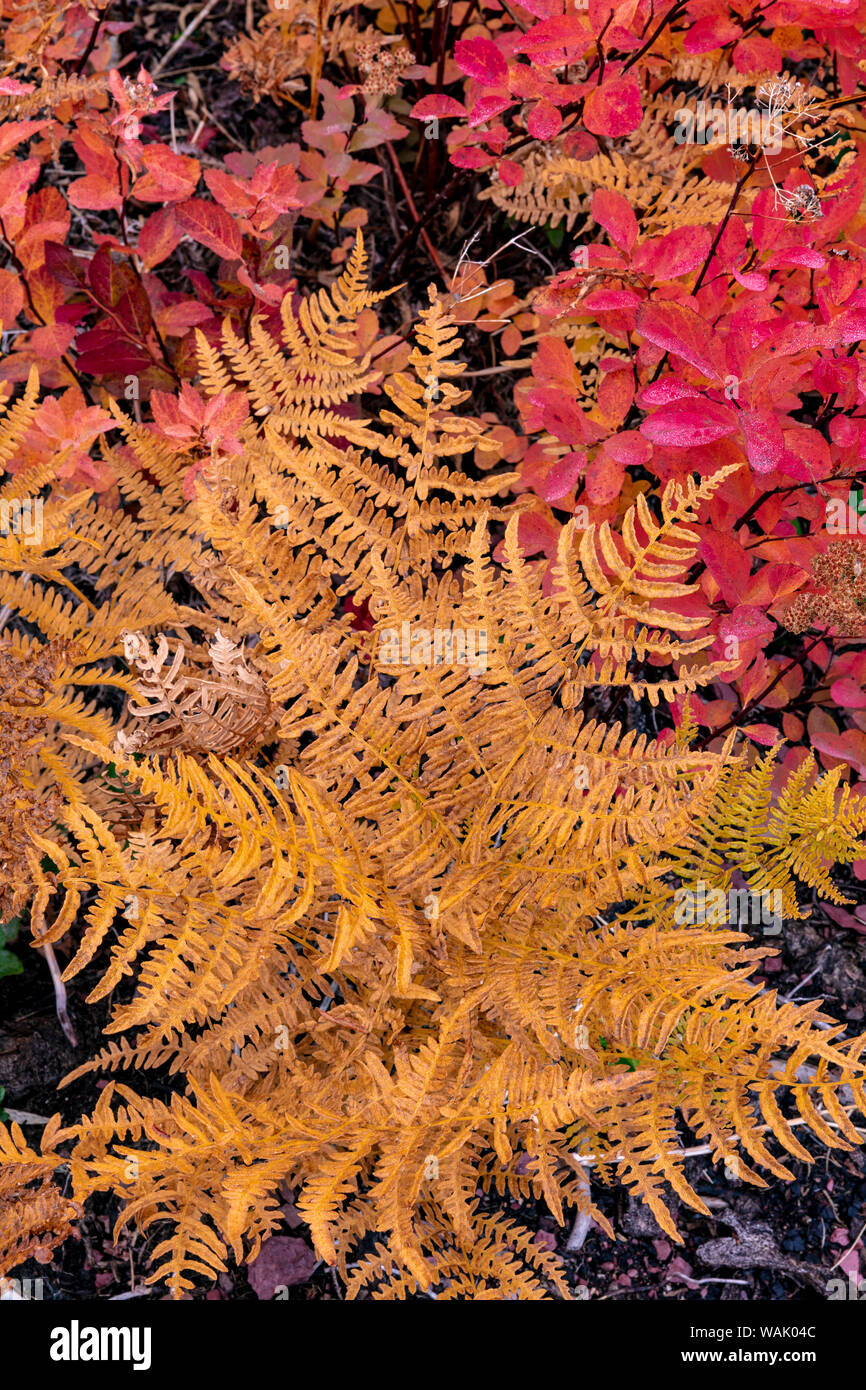 Autumn ferns and ground cover in burn area above St. Mary Lake in ...