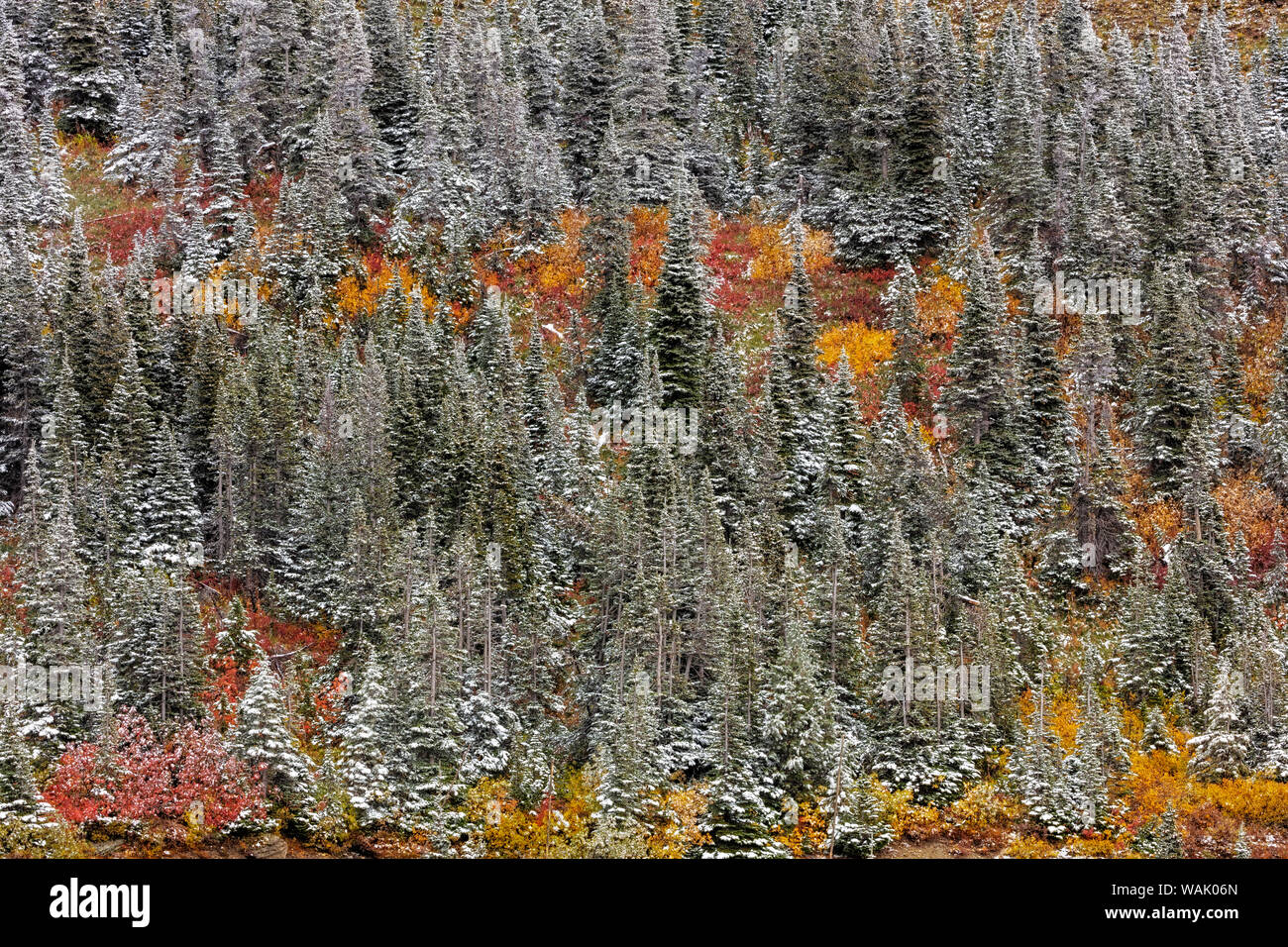 Fresh snowfall on autumn colors in Glacier National Park, Montana, USA ...