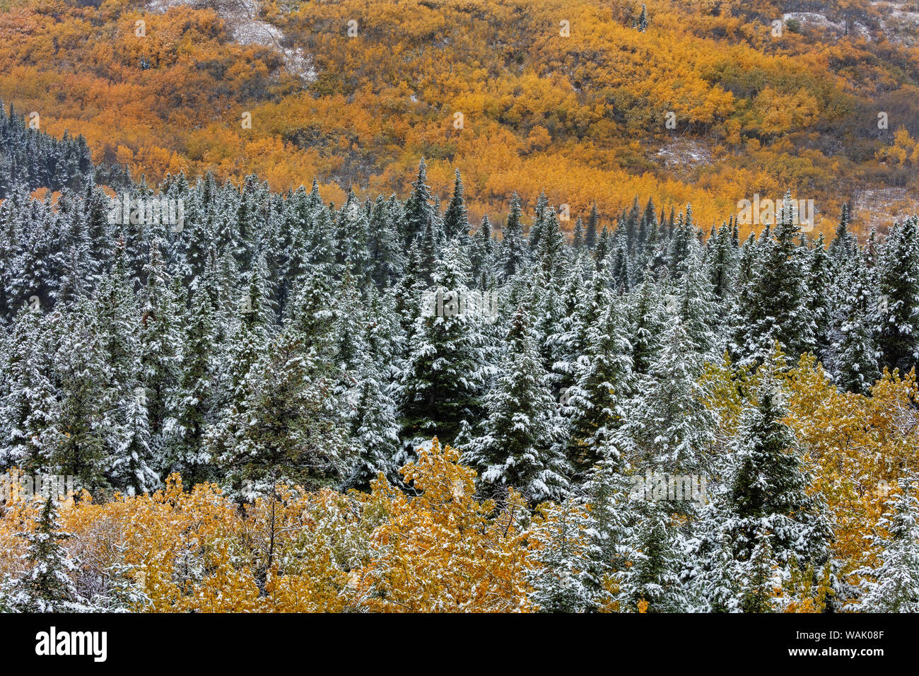 Fresh snowfall on autumn color in Glacier National Park, Montana, USA ...