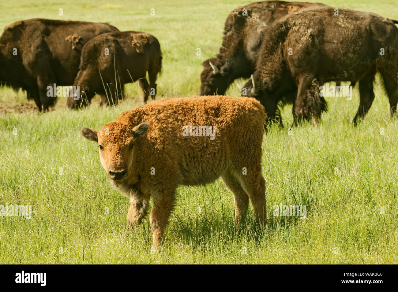 National Bison Range, Montana, USA. Bison calf and four adult bison ...