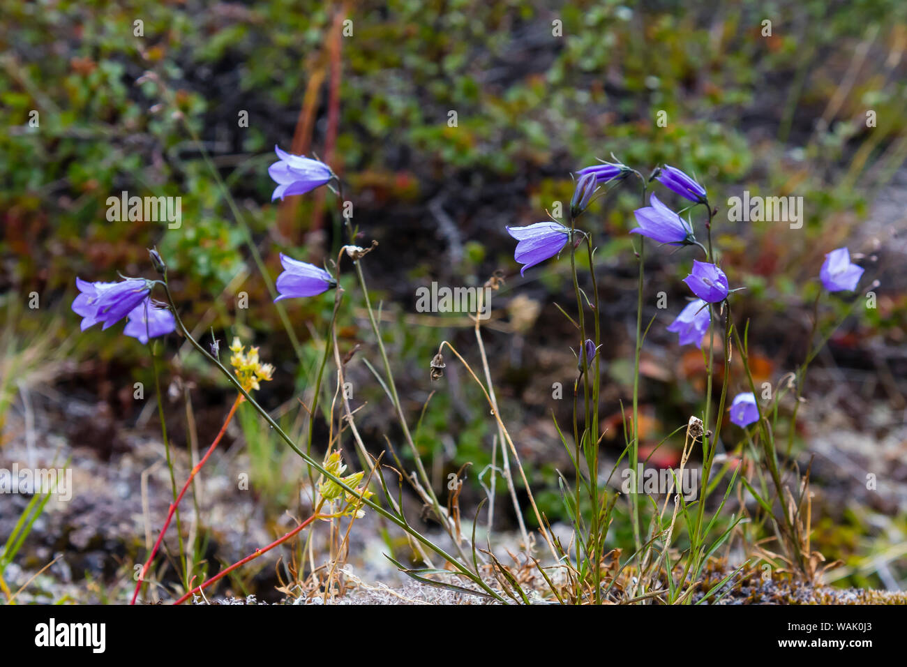 Greenland, Eqip Sermia. Harebell flowers Stock Photo - Alamy