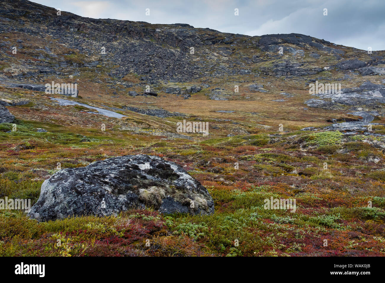 Greenland, Eqip Sermia. Tundra in autumn Stock Photo - Alamy