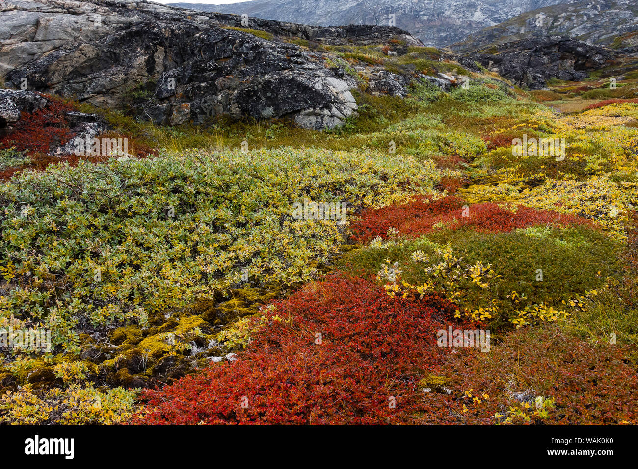 Greenland, Eqip Sermia. Greenlandic forest of dwarf trees and other ...