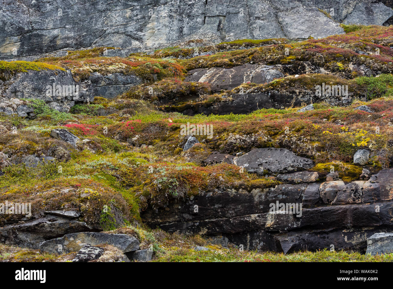 Greenland, Eqip Sermia. Rocks covered by a thick blanket of moss ...