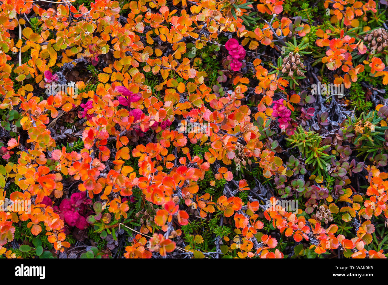 Dwarf birch and willow hi-res stock photography and images - Alamy
