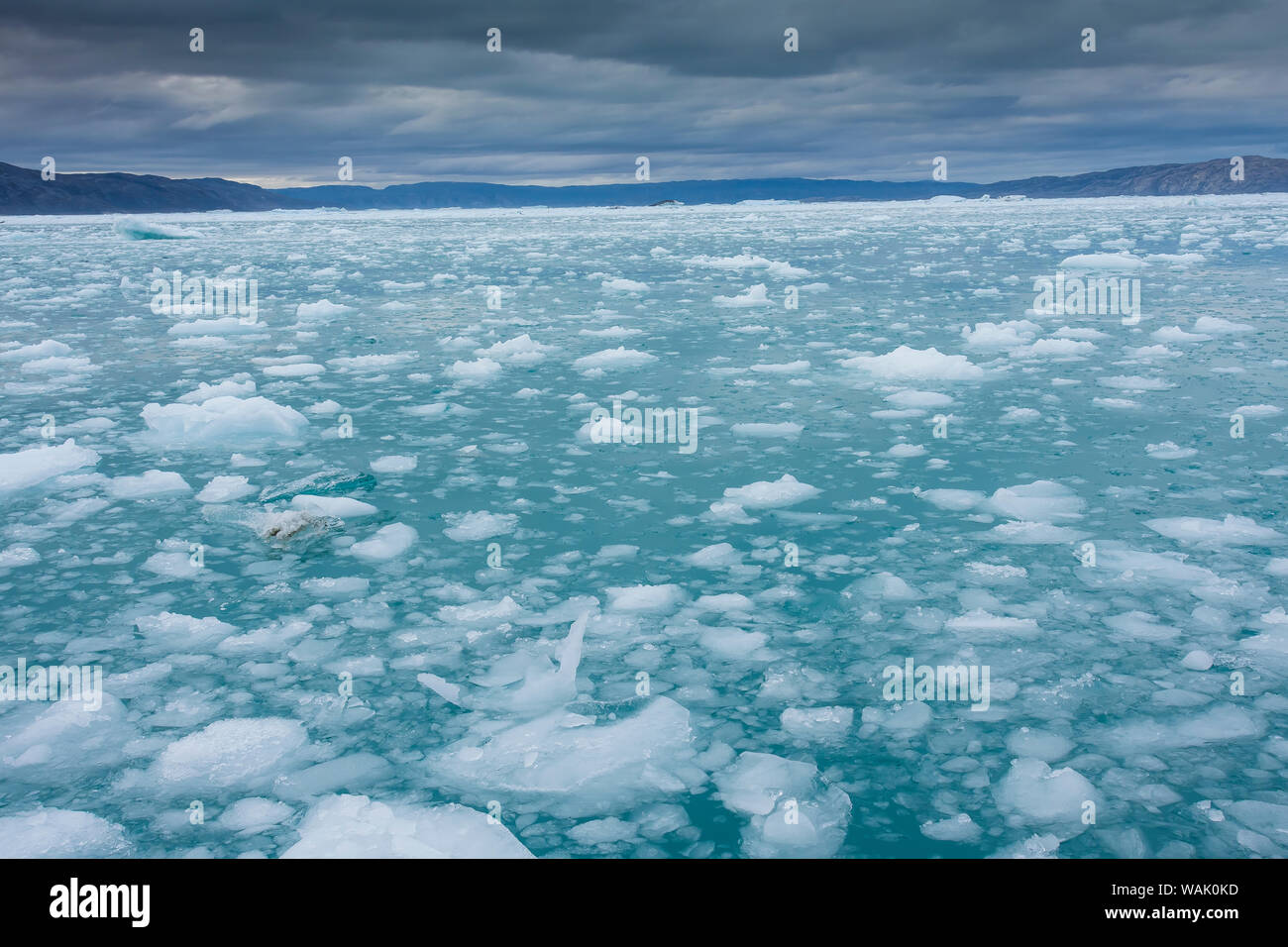 Greenland, Eqip Sermia. Thick brash ice in Disko Bay Stock Photo - Alamy