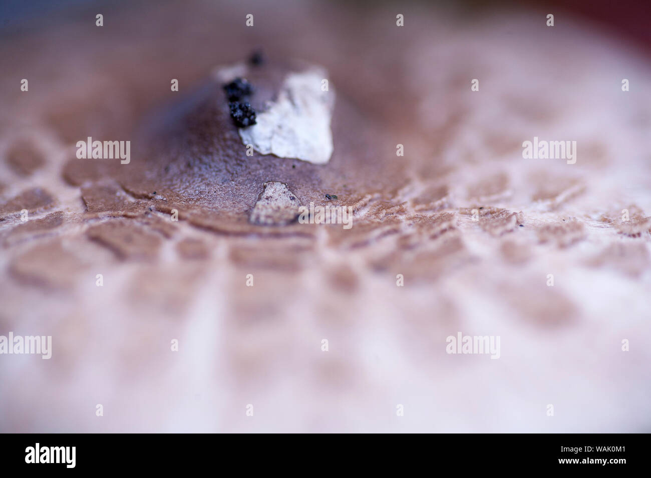 Mushroom macro background high quality prints modern texture home ...