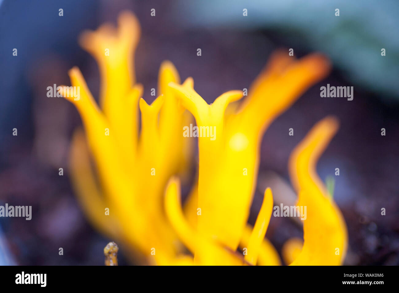 Mushroom macro background high quality prints modern texture home ...