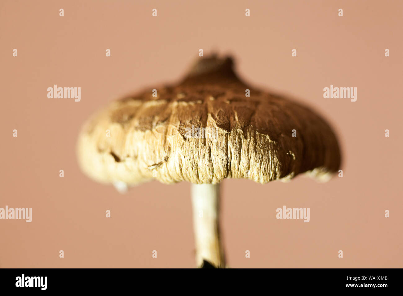 Mushroom macro background high quality prints modern texture home ...