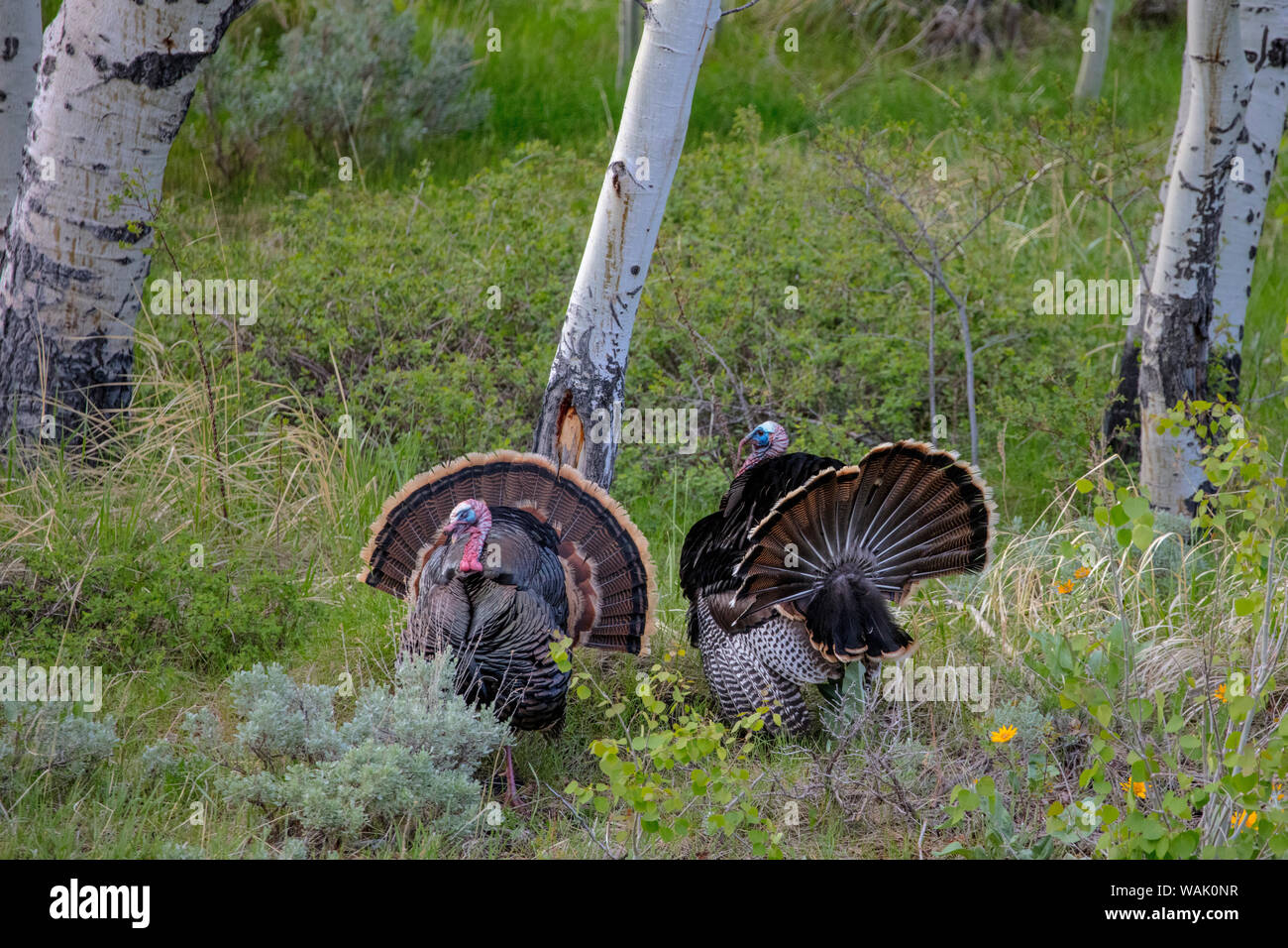 Tom turkeys in breeding plumage in Great Basin National Park, Nevada ...