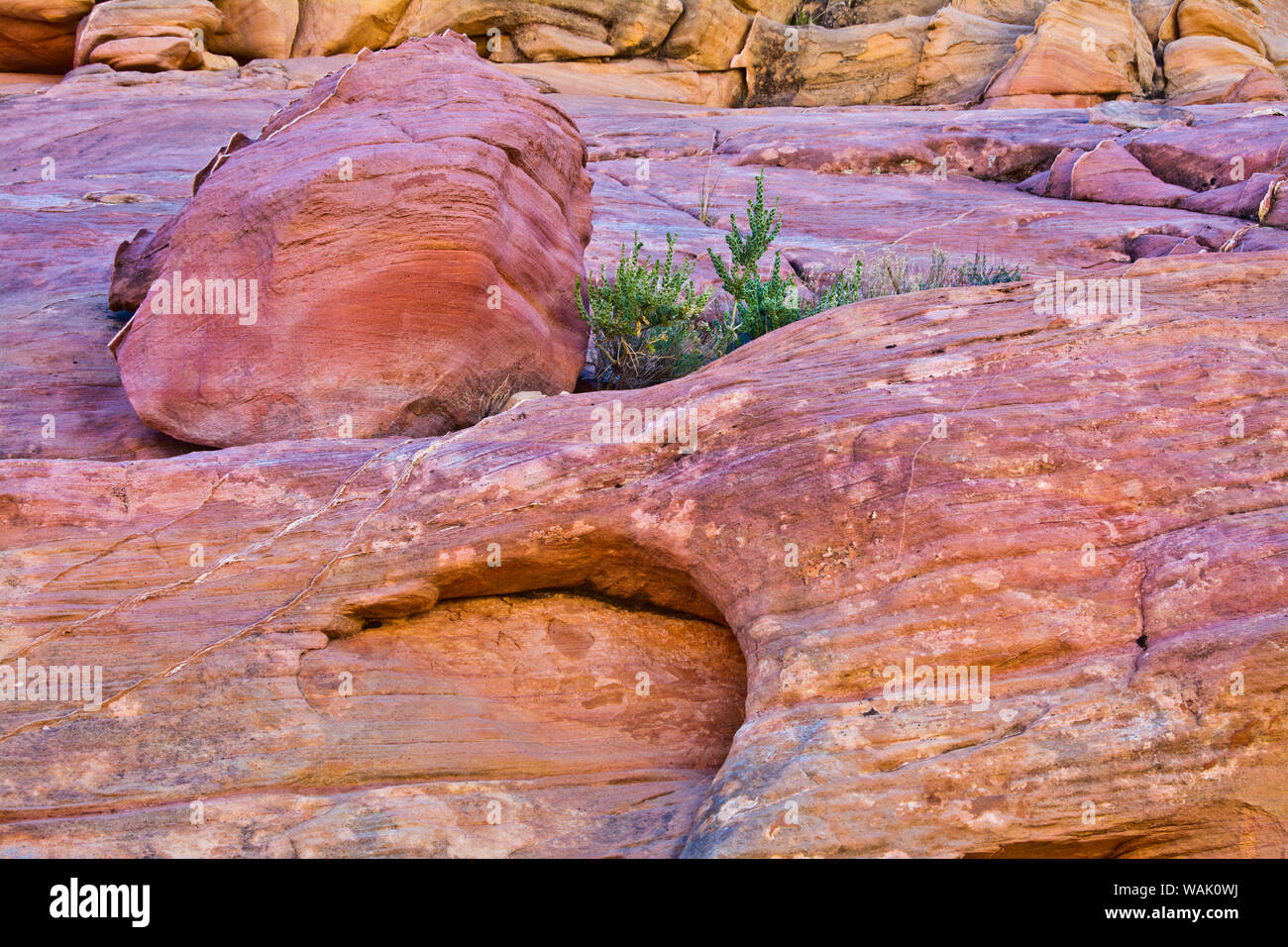 Pink Canyon, Valley of Fire State Park, Nevada, USA Stock Photo - Alamy