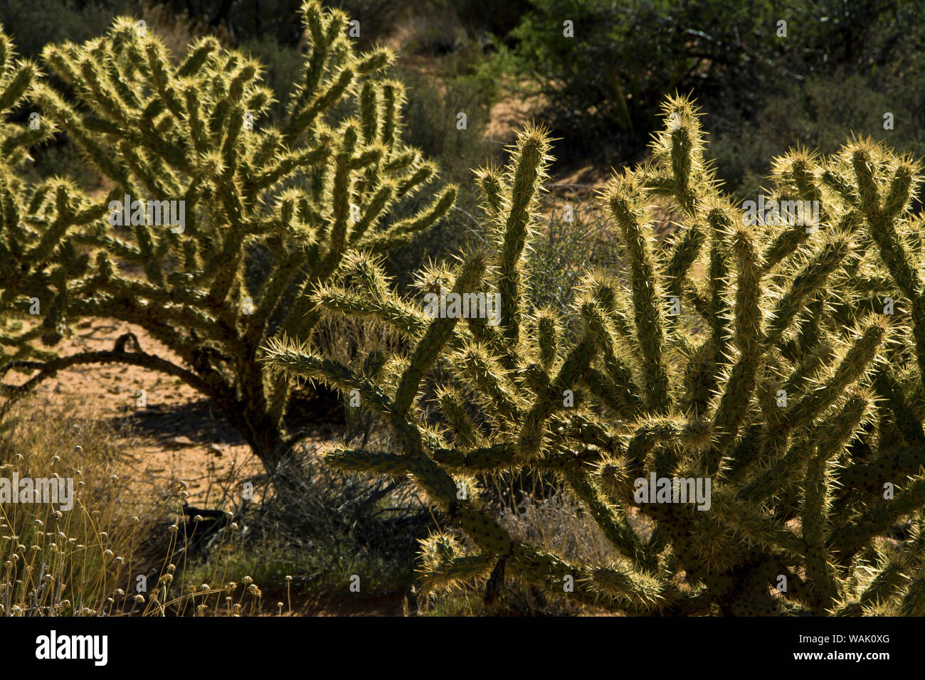 Jumping cholla, Red Rock Canyon National Restoration Area, Nevada, USA ...