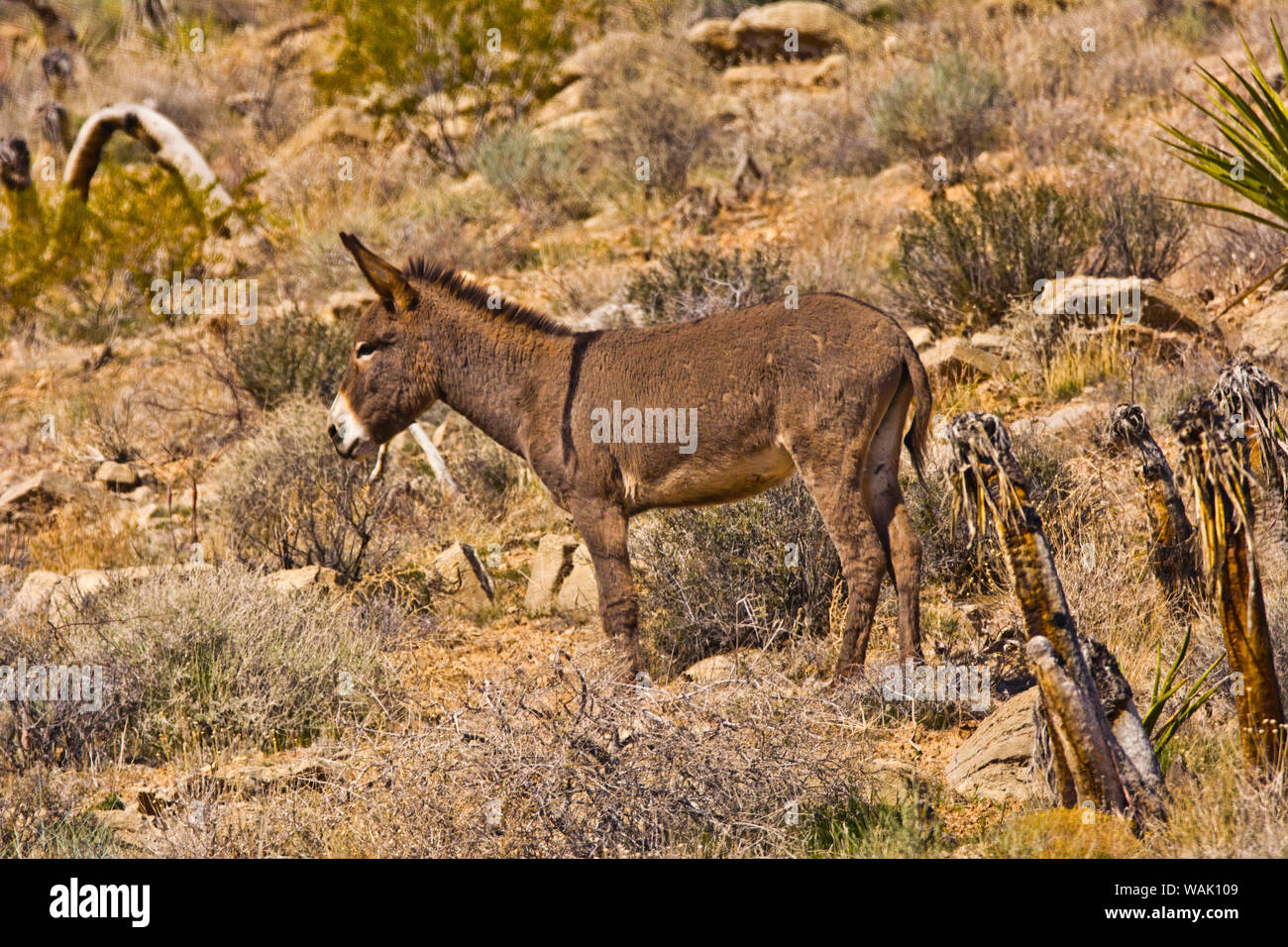 Wild burro standing. Red Rock Canyon Area, Nevada, USA Stock Photo - Alamy