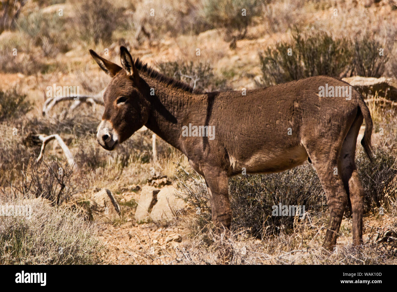 Wild burro standing. Red Rock Canyon Area, Nevada, USA Stock Photo - Alamy
